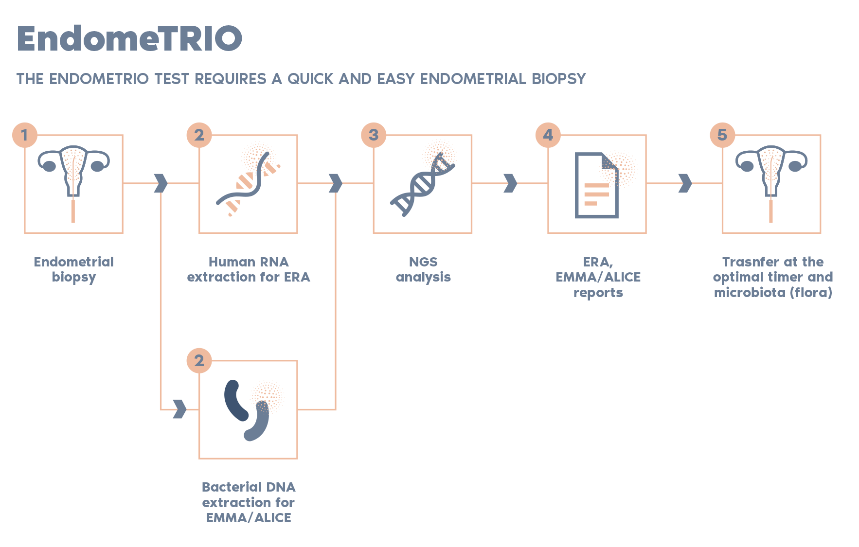 EndomeTRIO: The endometrium matters | Genetic Lab | Igenomix ME